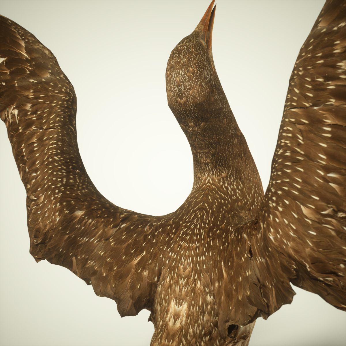 3D model 9 Birds Collection V1 VR / AR / low-poly | CGTrader