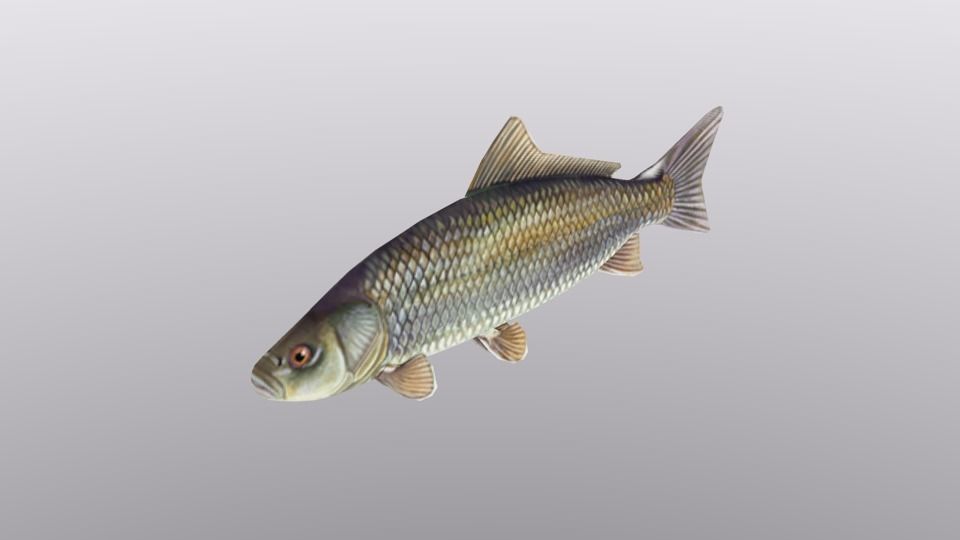 3D Fish Model Low Poly free VR / AR / low-poly 3D model | CGTrader