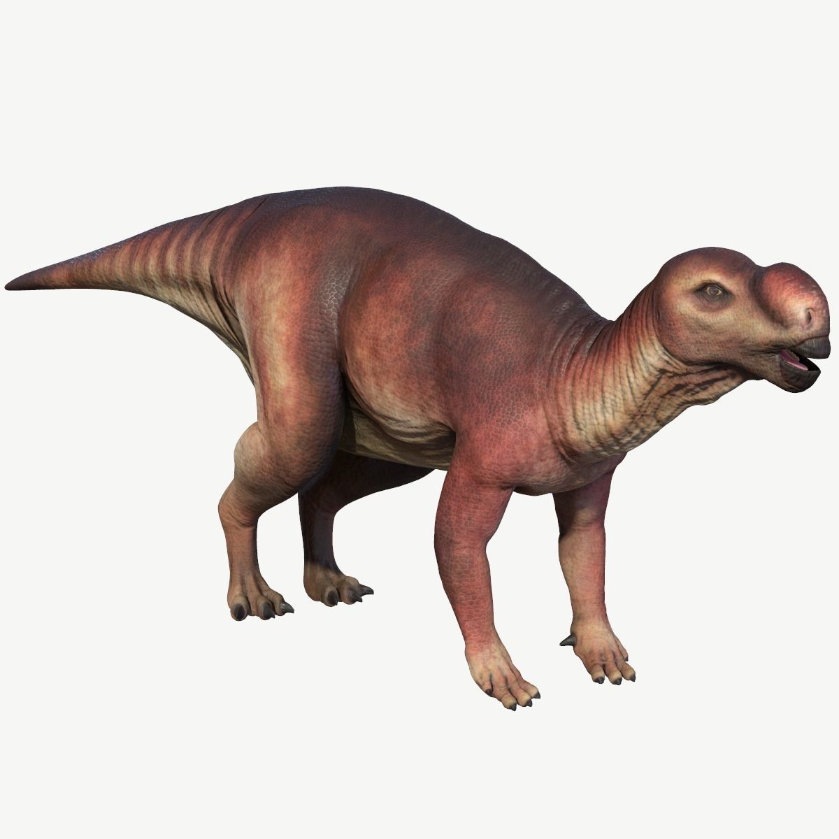 3D model Muttaburrasaurus dinosaur VR / AR / low-poly | CGTrader