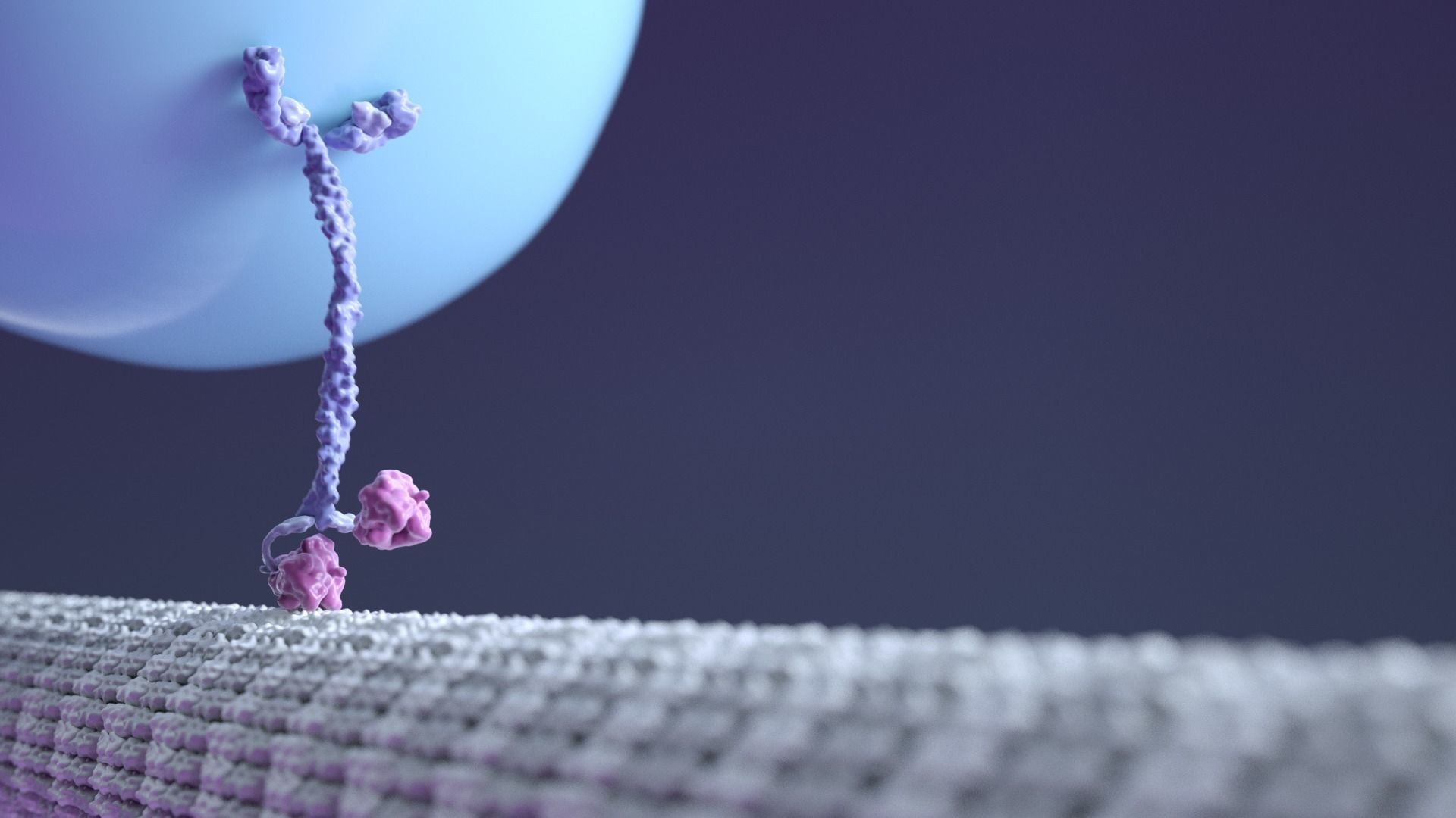 Kinesin Walking Protein 3D model animated rigged | CGTrader