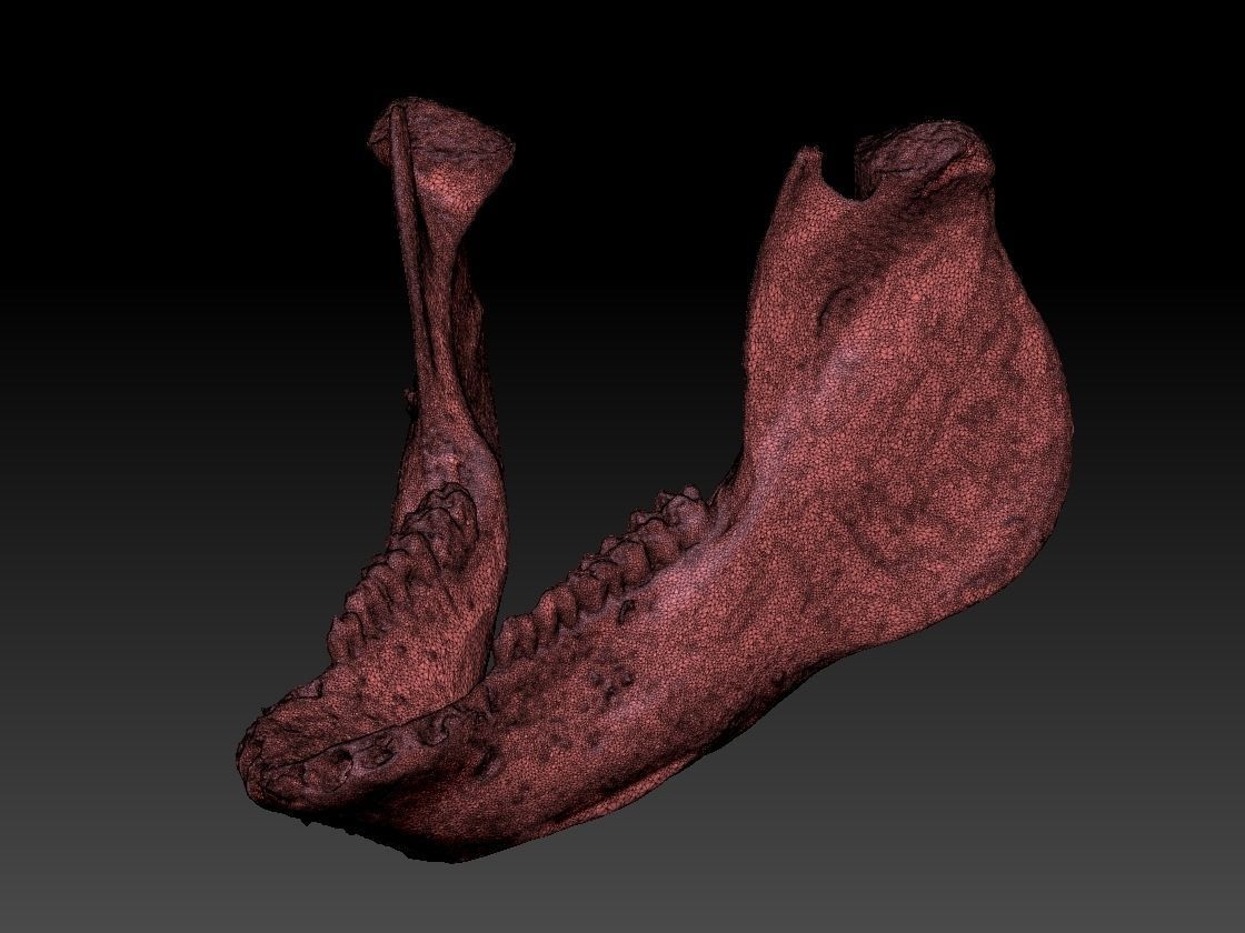 Pig Jaw Bone And Teeth Scan free 3D model | CGTrader