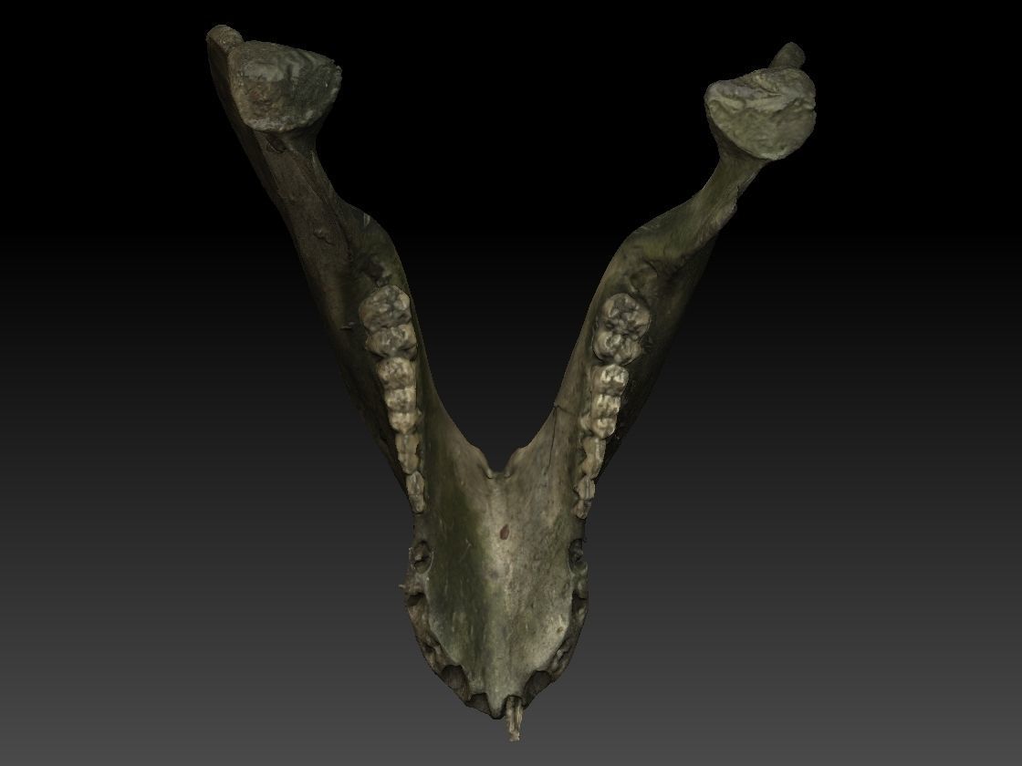 Pig Jaw Bone And Teeth Scan free 3D model | CGTrader