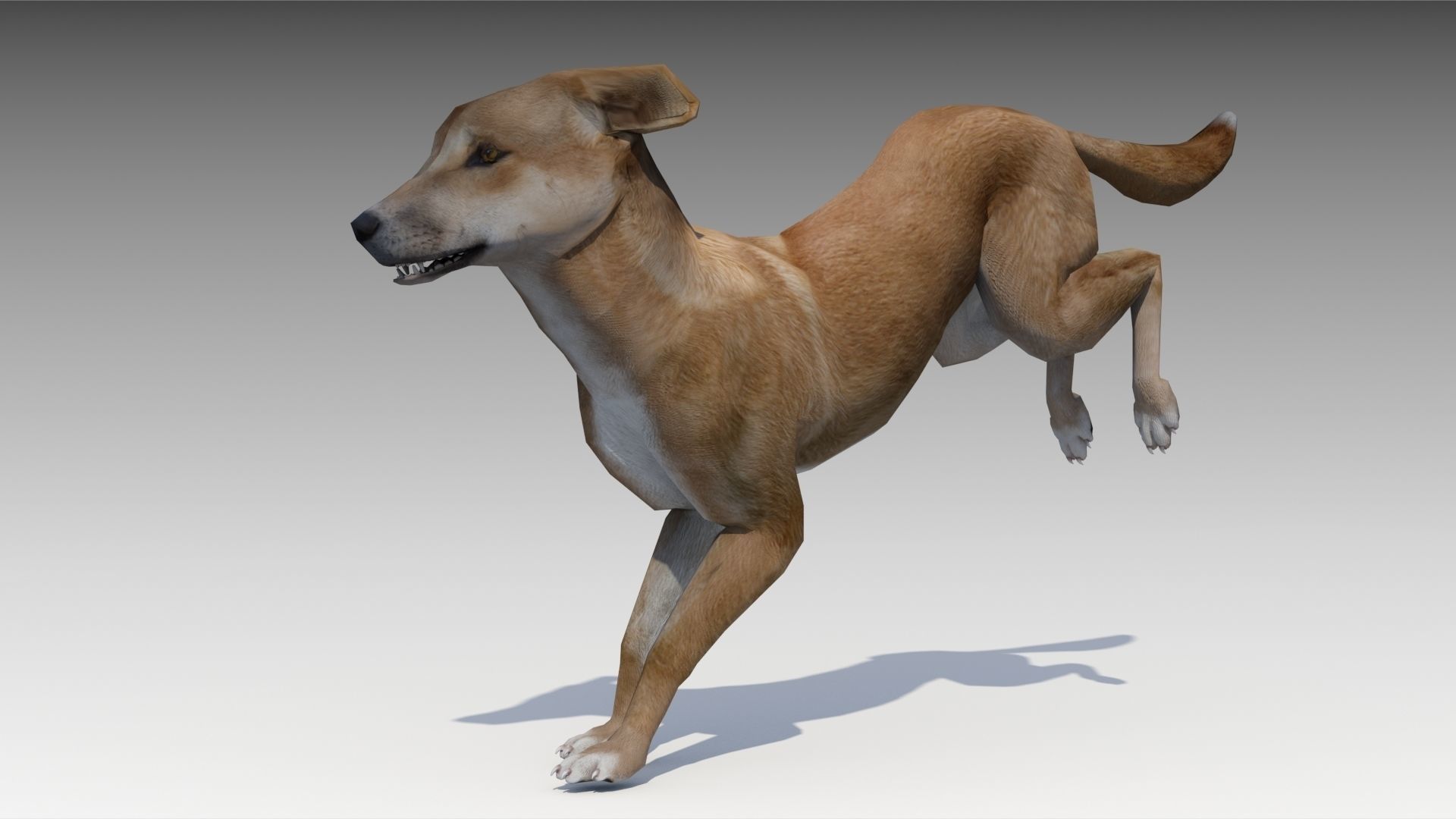3D model Dingo kangaroo VR / AR / low-poly rigged animated | CGTrader