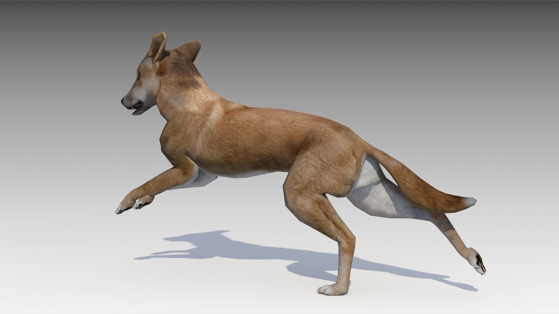 3D model Dingo kangaroo VR / AR / low-poly rigged animated | CGTrader