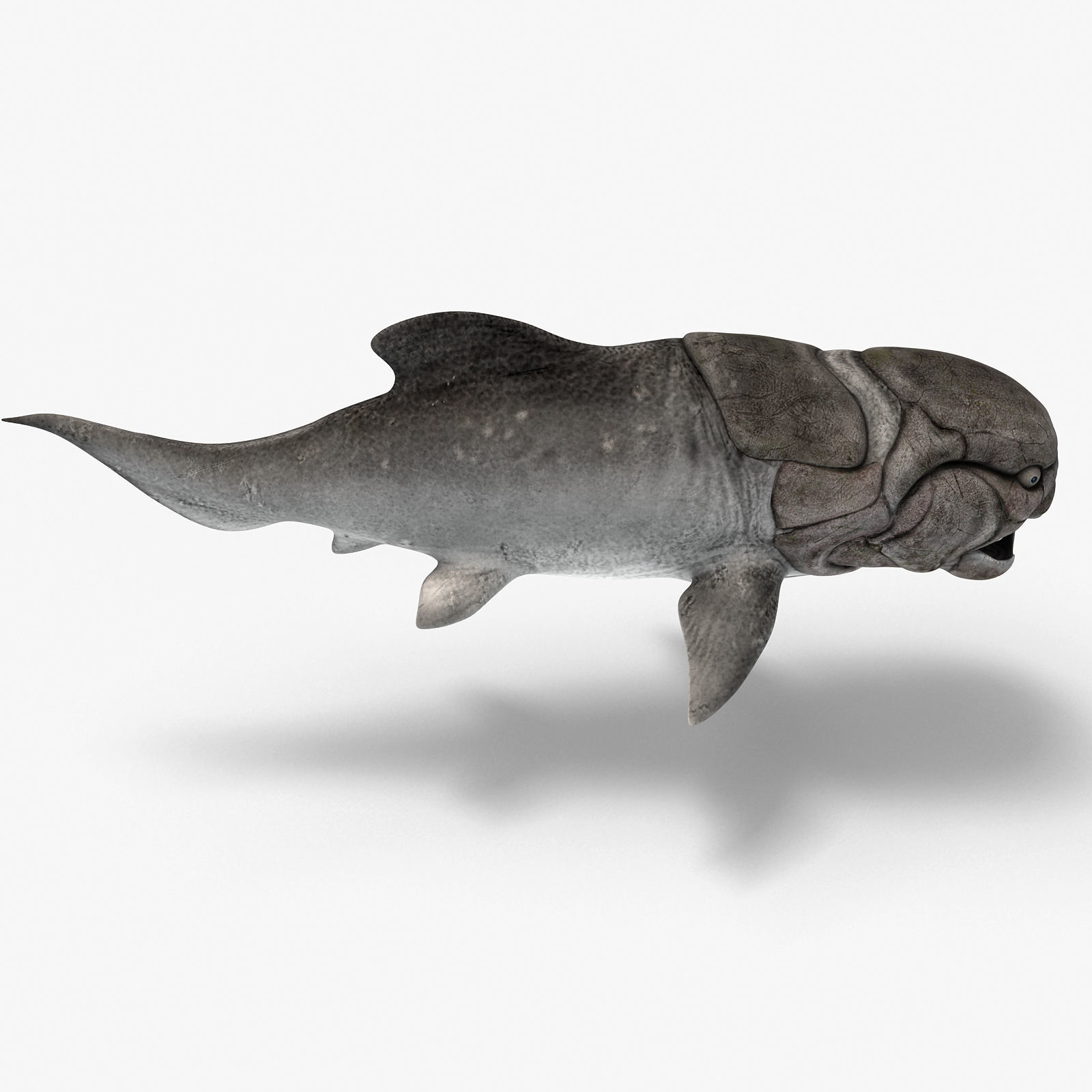 3D model Dunkleosteus VR / AR / low-poly | CGTrader