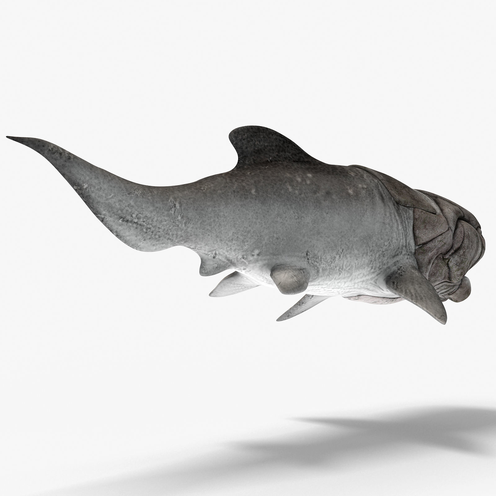3D model Dunkleosteus VR / AR / low-poly | CGTrader