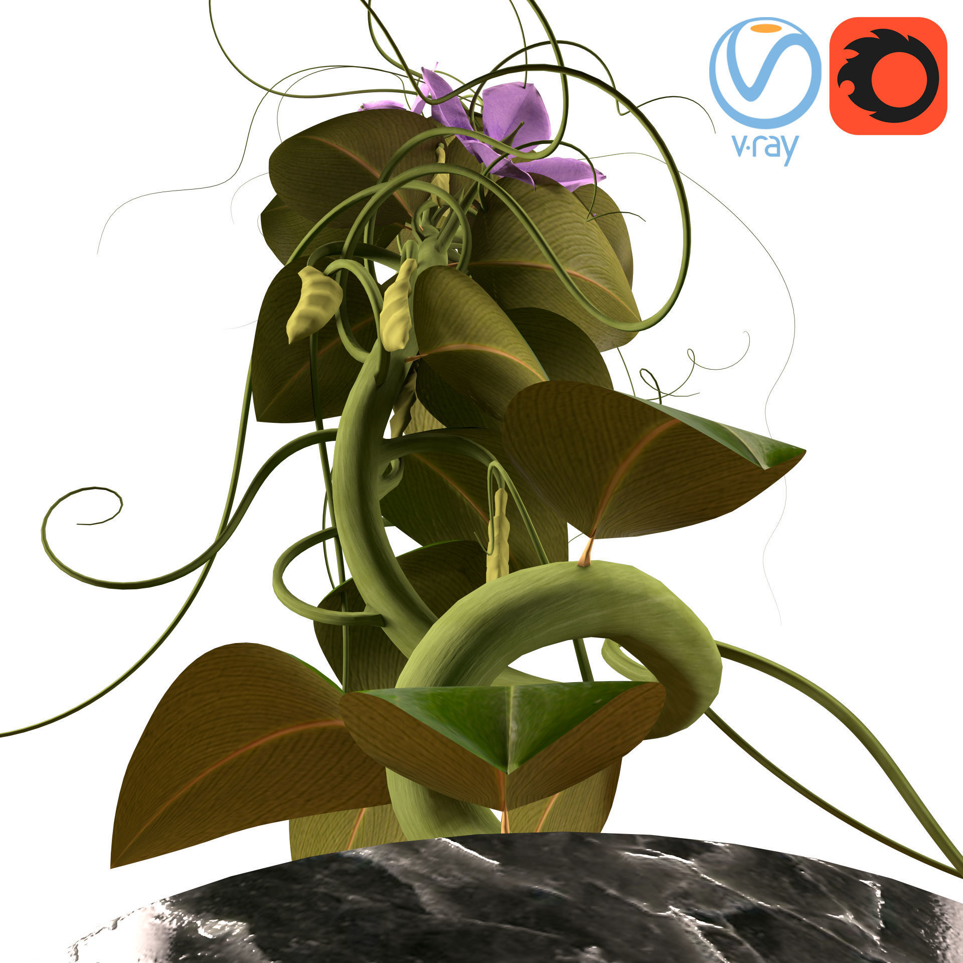 3D model Peas - With animation - Low poly VR / AR / low-poly animated ...