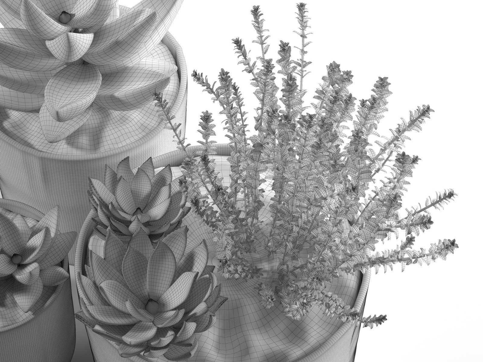 Succulent Pot Set with Echeveria and Rosemary Plants 3D model | CGTrader