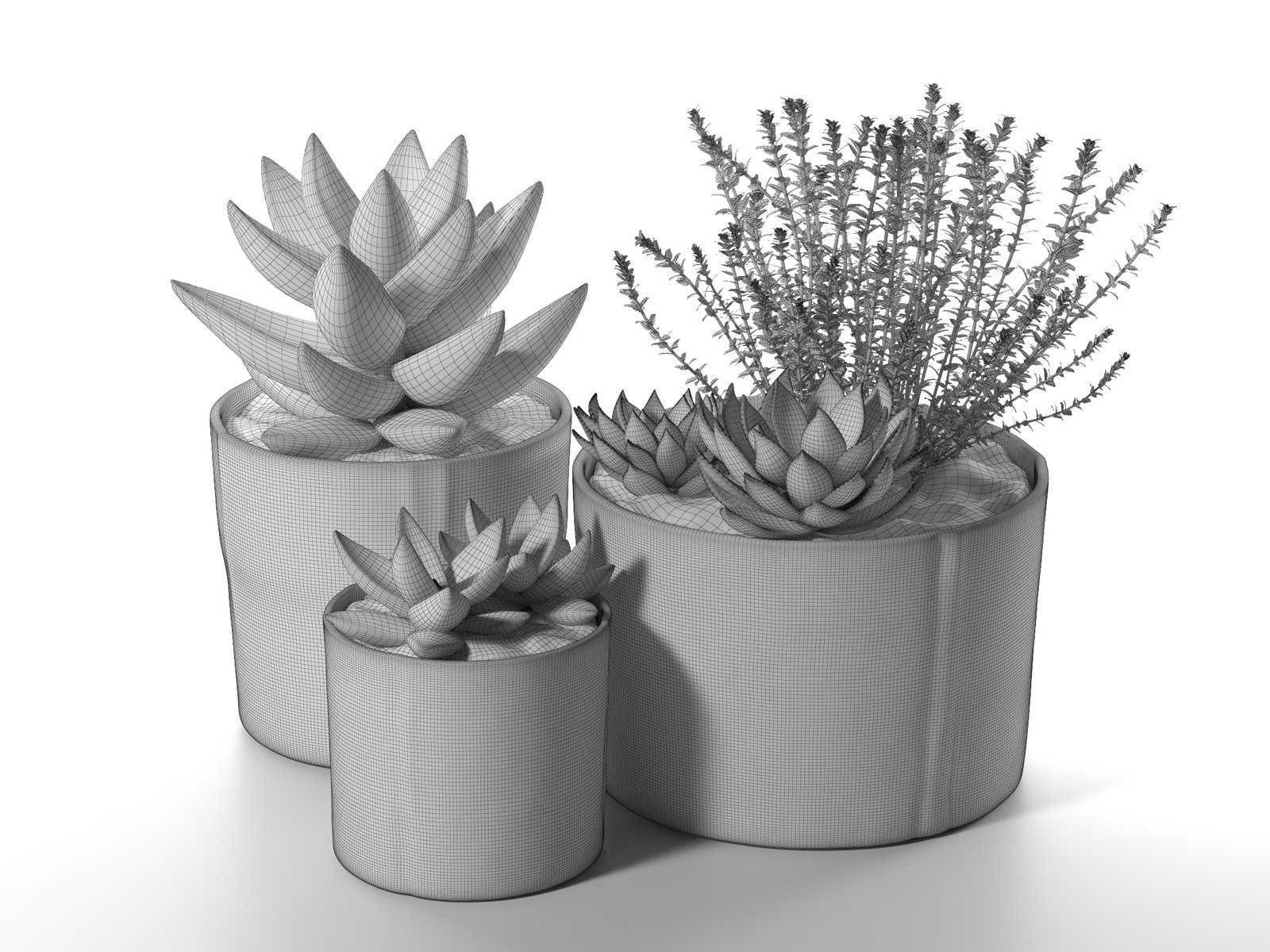 Succulent Pot Set with Echeveria and Rosemary Plants 3D model | CGTrader