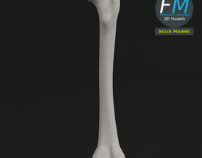 Femur 3D Models | CGTrader