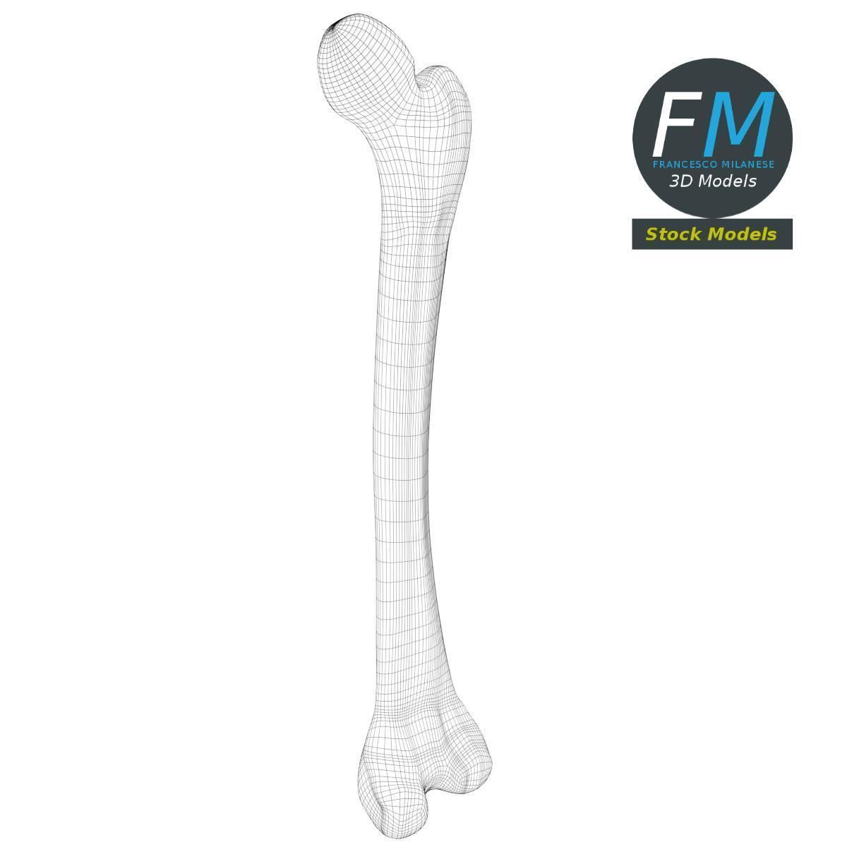 3D model Anatomy - Human Femur 2 VR / AR / low-poly | CGTrader