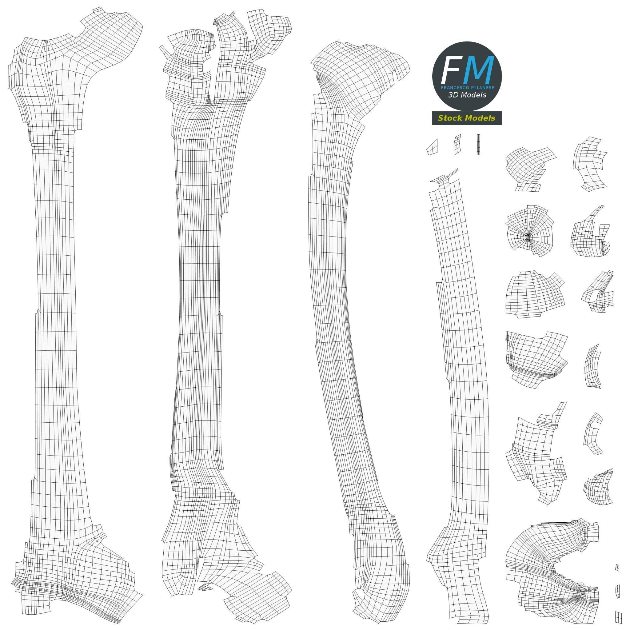 3D model Anatomy - Human Femur 2 VR / AR / low-poly | CGTrader