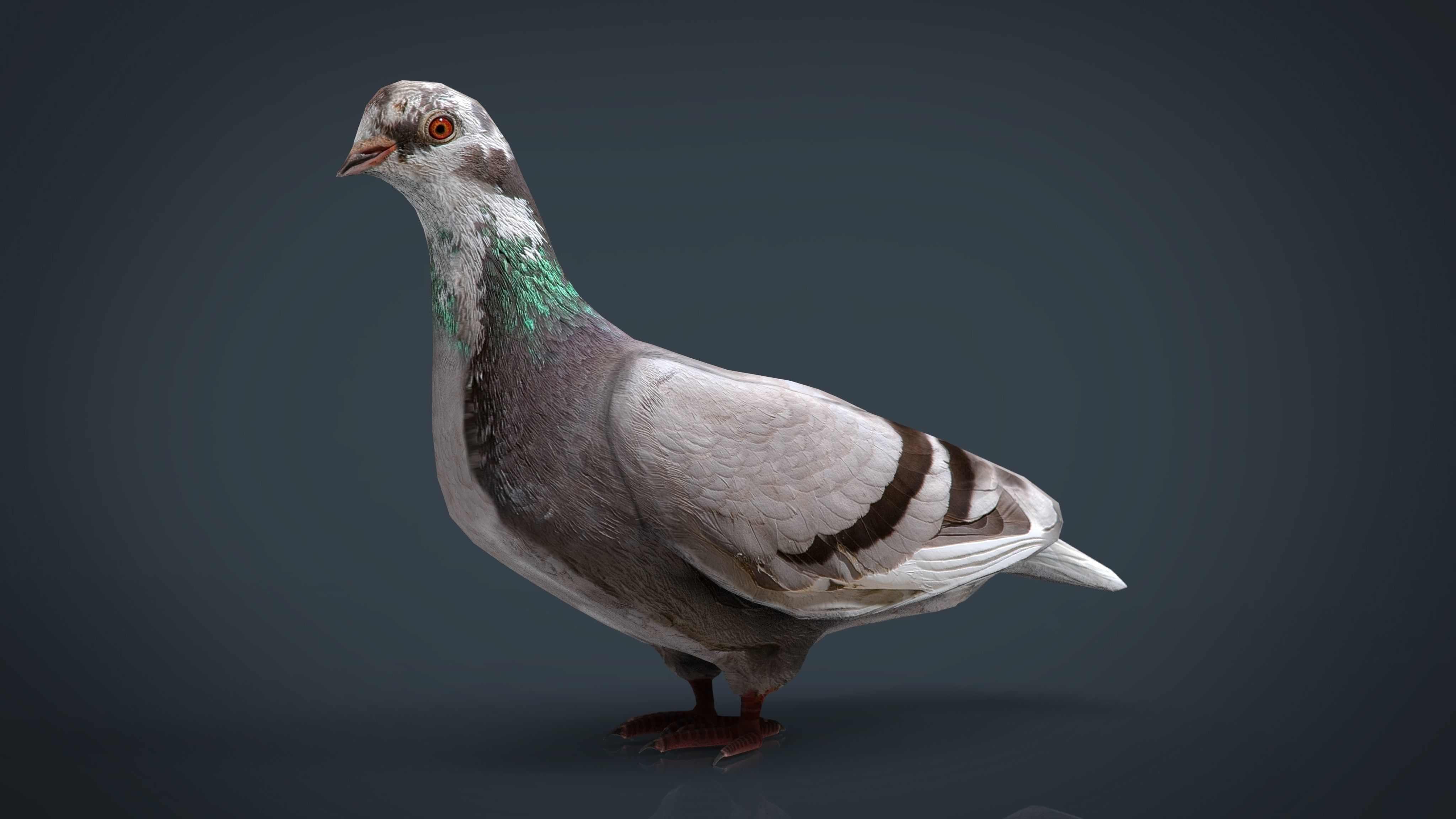 3D model Dove Low-Poly pigeon VR / AR / low-poly | CGTrader