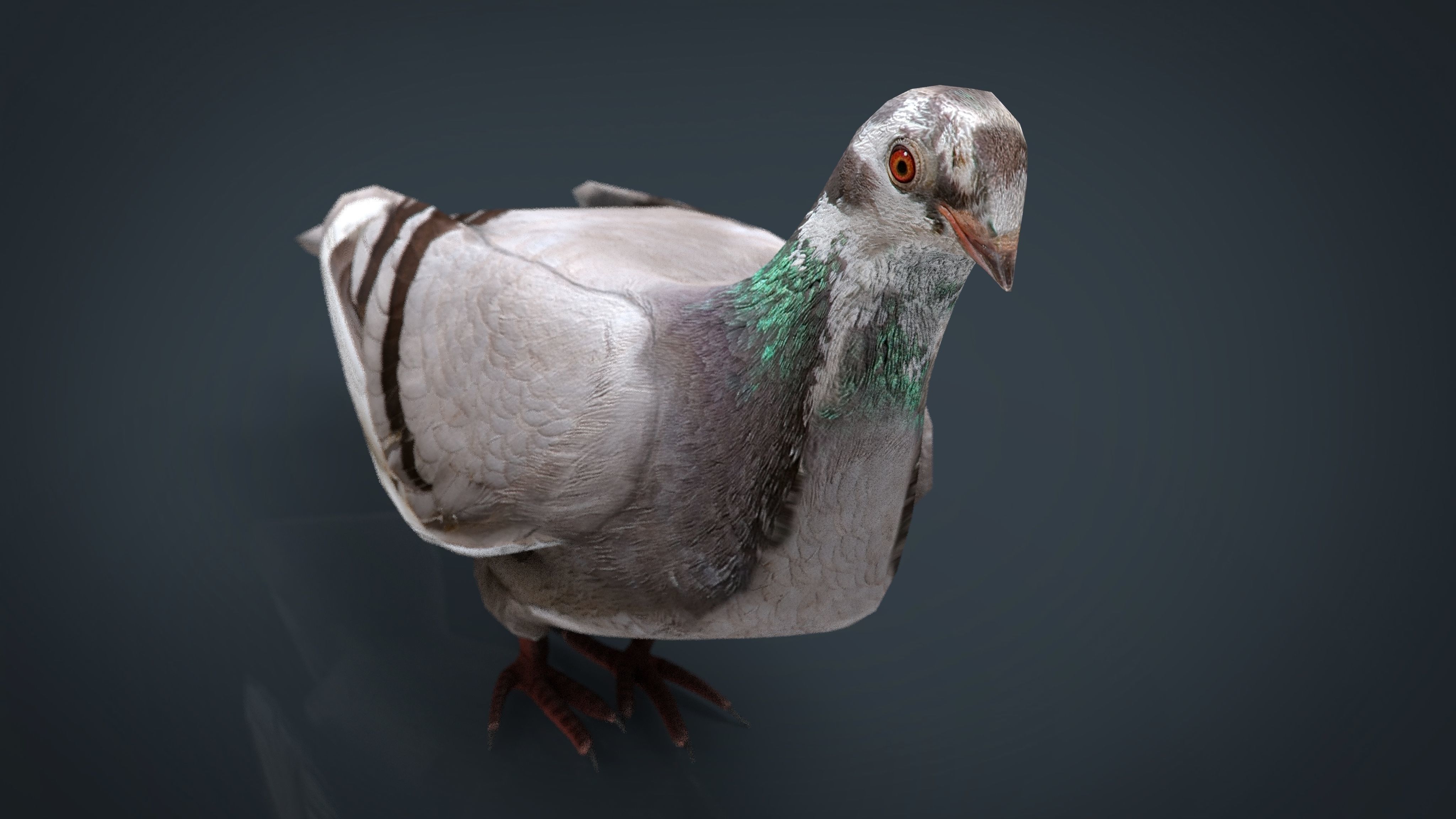 3D model Dove Low-Poly pigeon VR / AR / low-poly | CGTrader