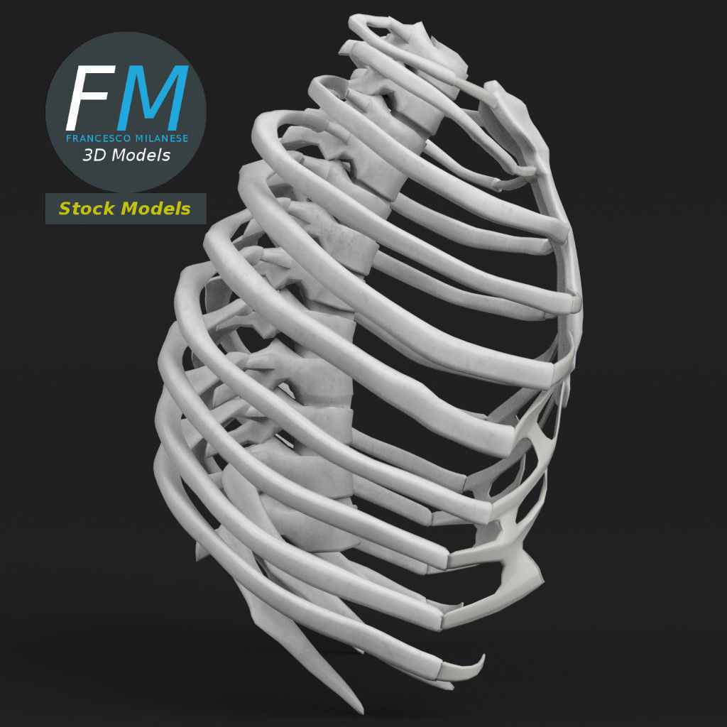 Anatomy human rib cage 3D model | CGTrader