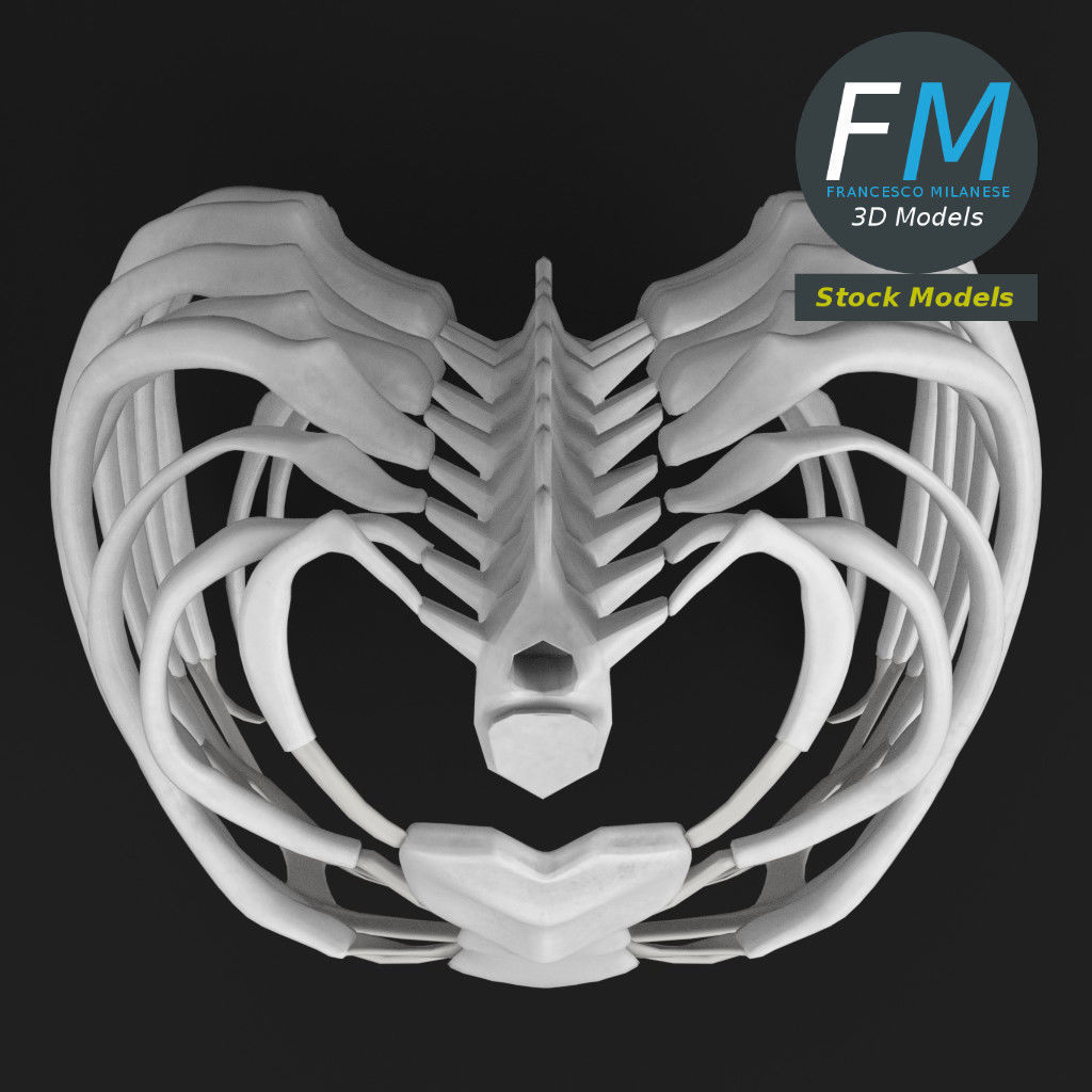 Anatomy human rib cage 3D model | CGTrader