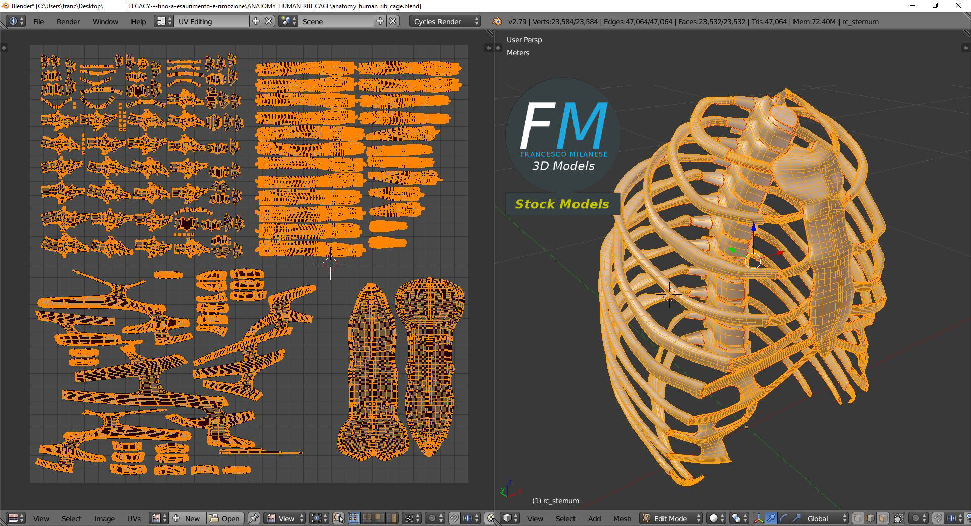 Anatomy human rib cage 3D model | CGTrader