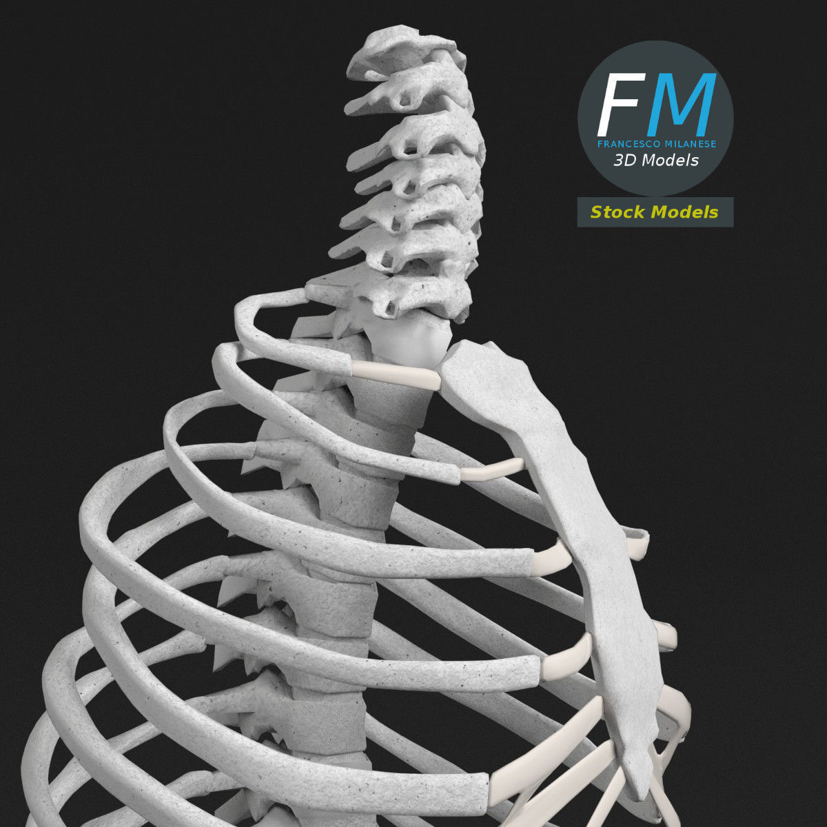 Anatomy Human spine torso and rib cage 3D model | CGTrader