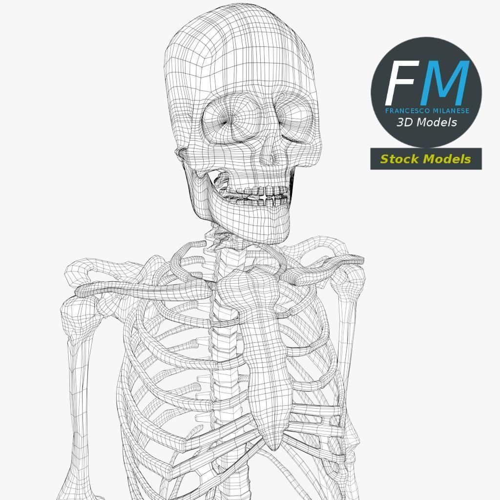 Anatomy - Complete human skeleton 3D model | CGTrader
