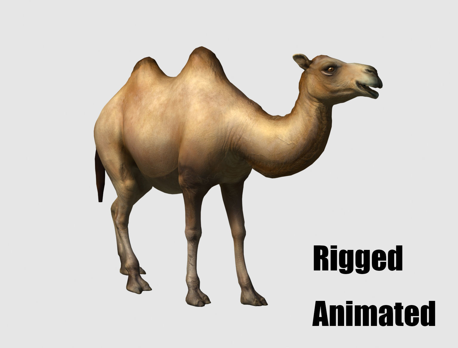 camel animation 3D model animated rigged | CGTrader