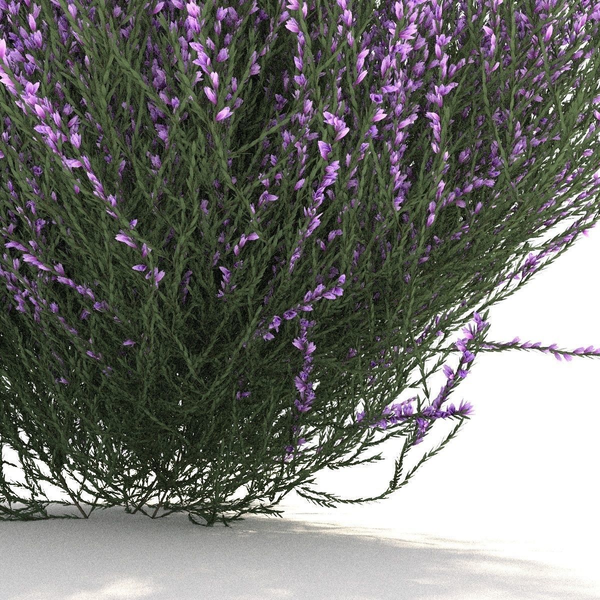 Violet heather 3D model rigged | CGTrader