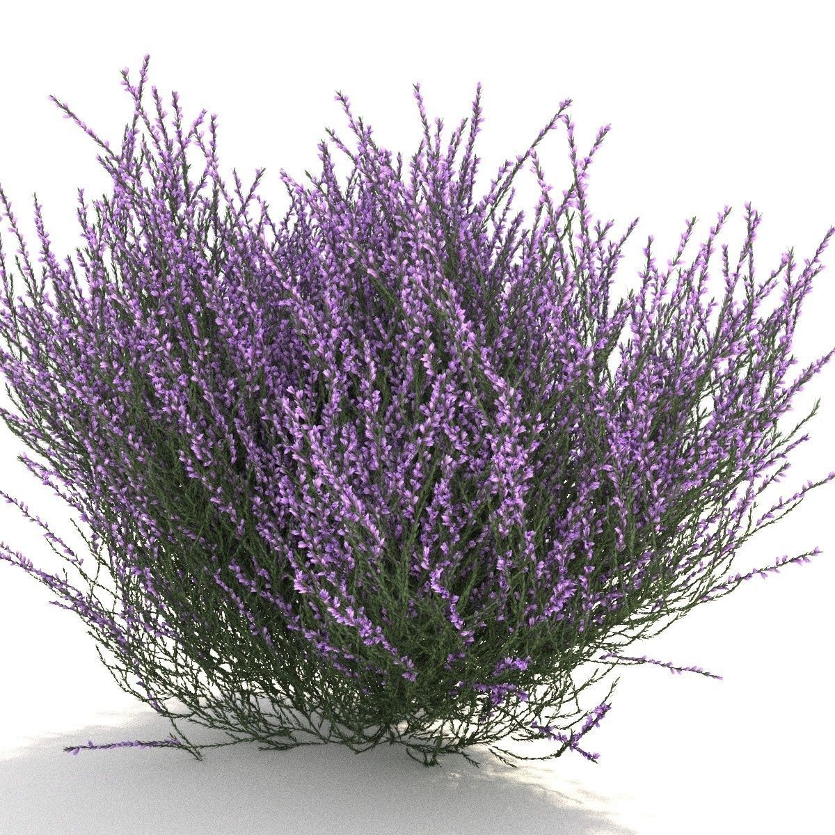 Violet heather 3D model rigged | CGTrader