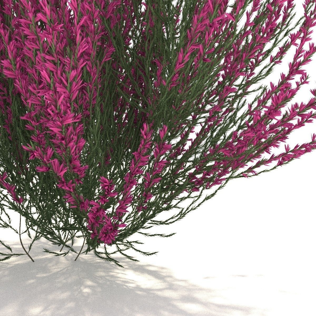 Pink-red heather 3D model | CGTrader