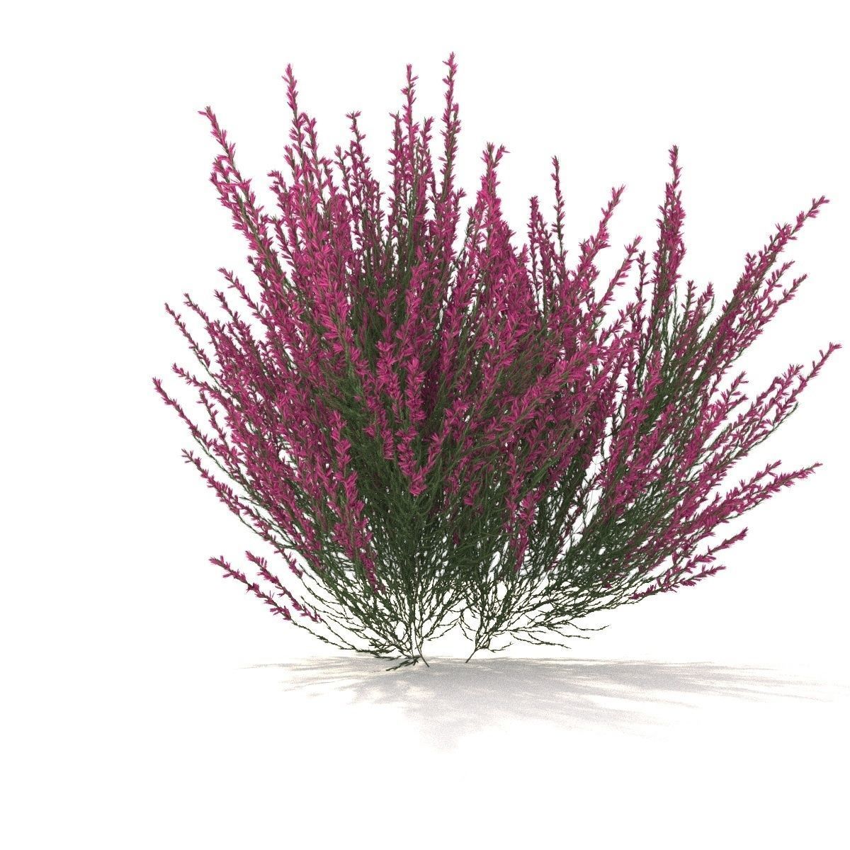 Pink-red heather 3D model | CGTrader