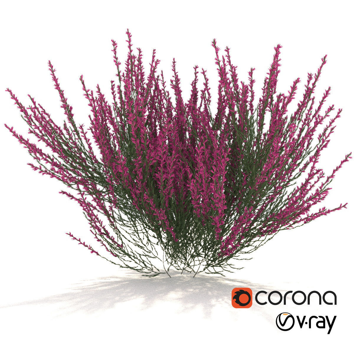 Pink-red heather 3D model | CGTrader