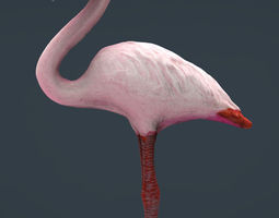 Flamingo 3D Models | CGTrader