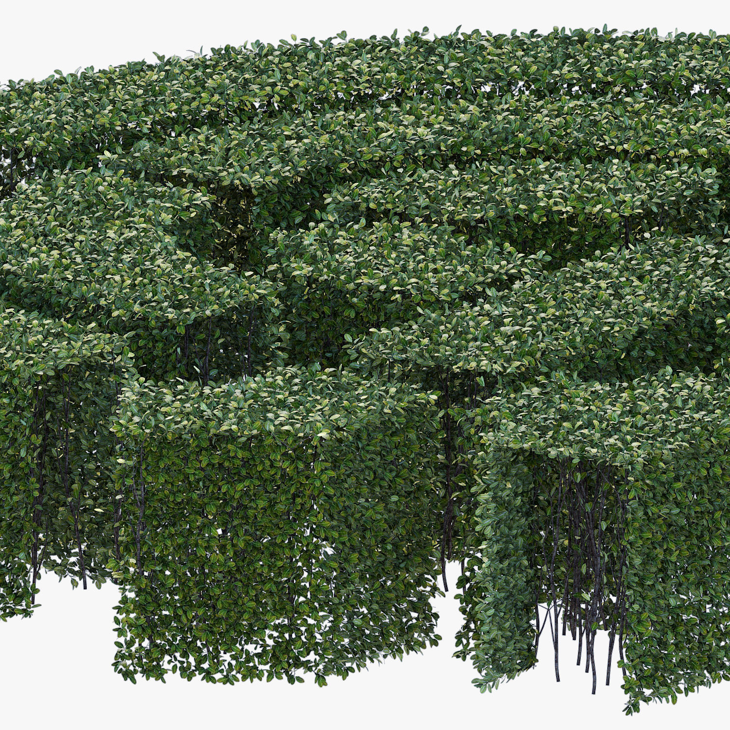 Hedge 300x450 3D model | CGTrader