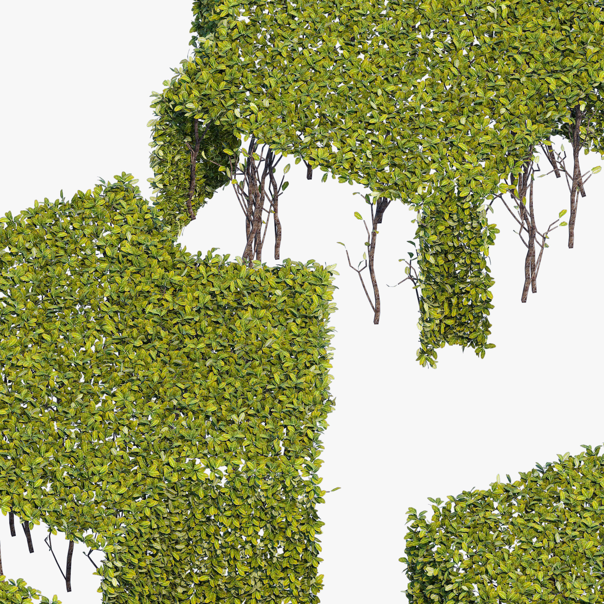 Hedge 600x400 3D model | CGTrader