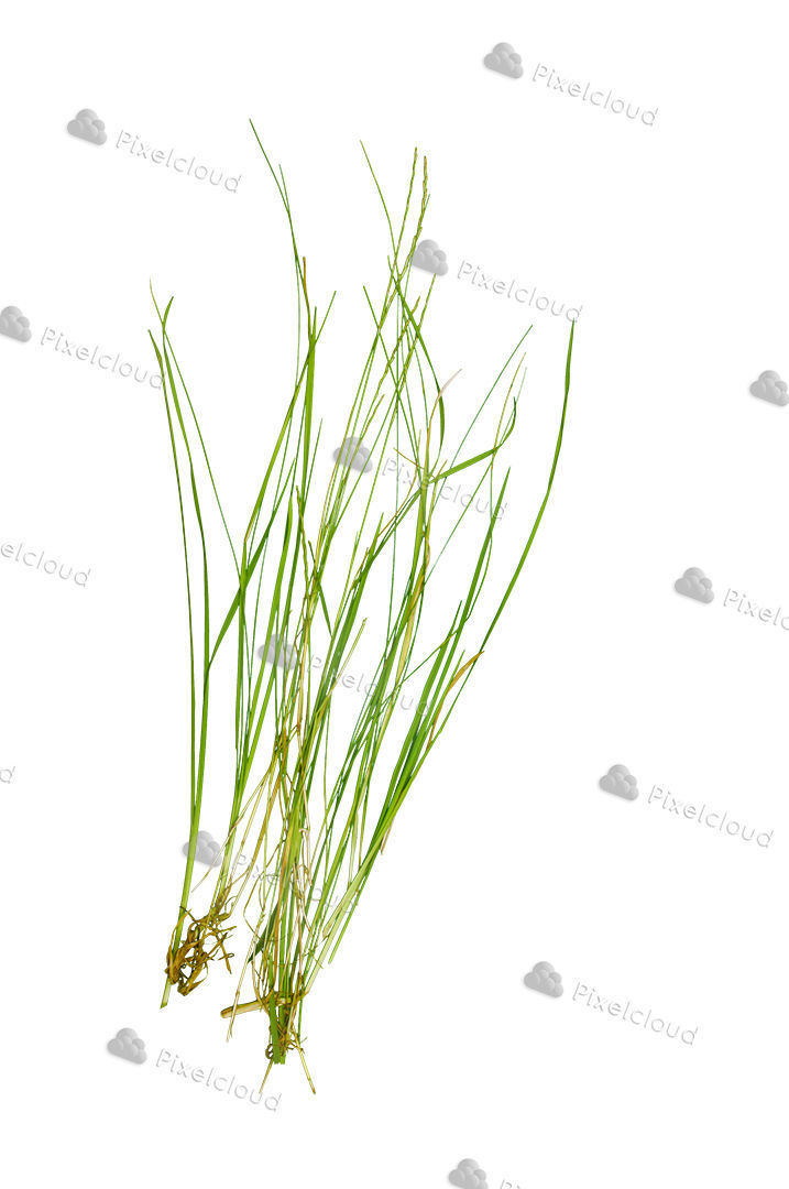 Isolated grass textures Texture | CGTrader