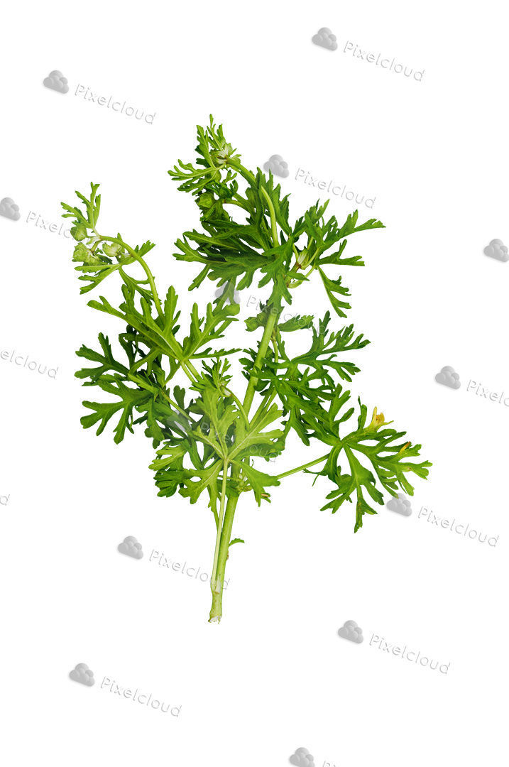 Isolated grass textures Texture | CGTrader