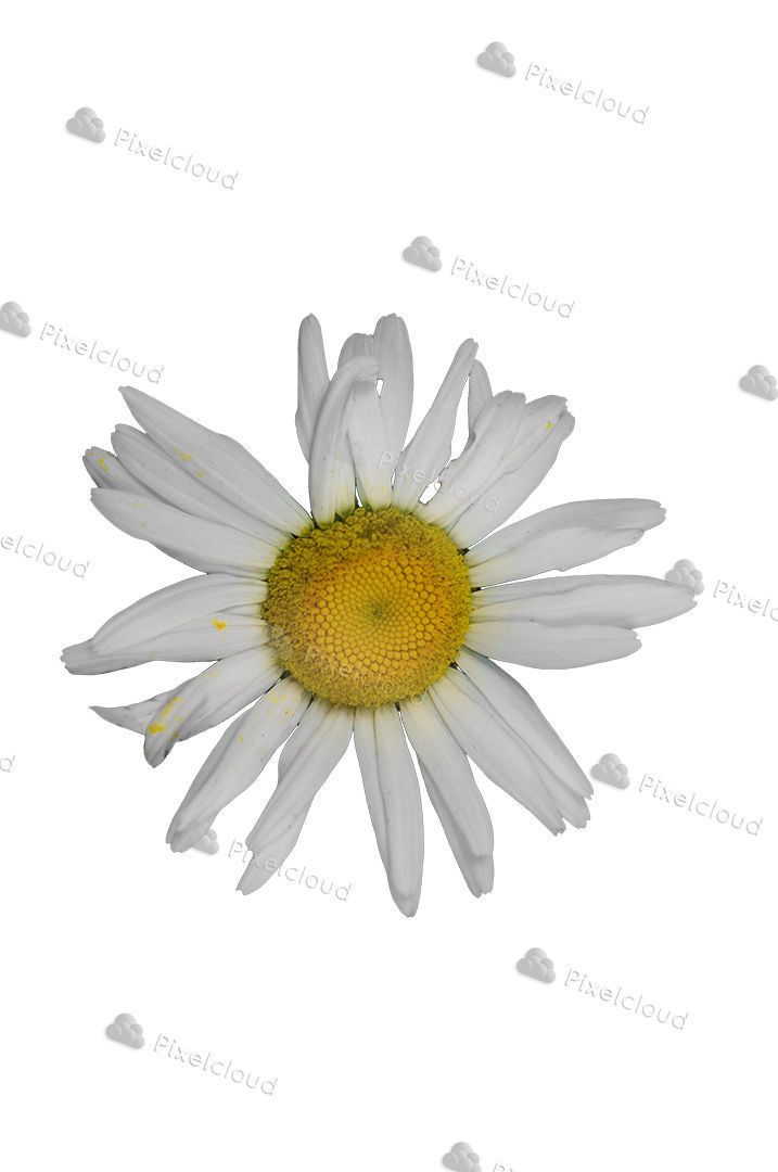 Isolated grass textures Texture | CGTrader