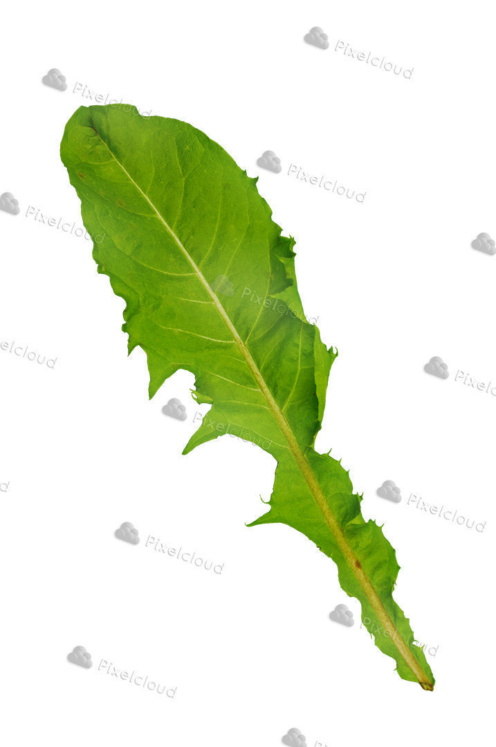 Isolated grass textures Texture | CGTrader