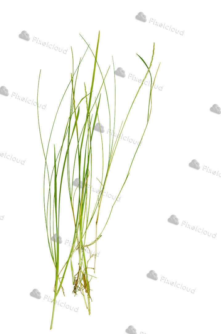 Isolated grass textures Texture | CGTrader