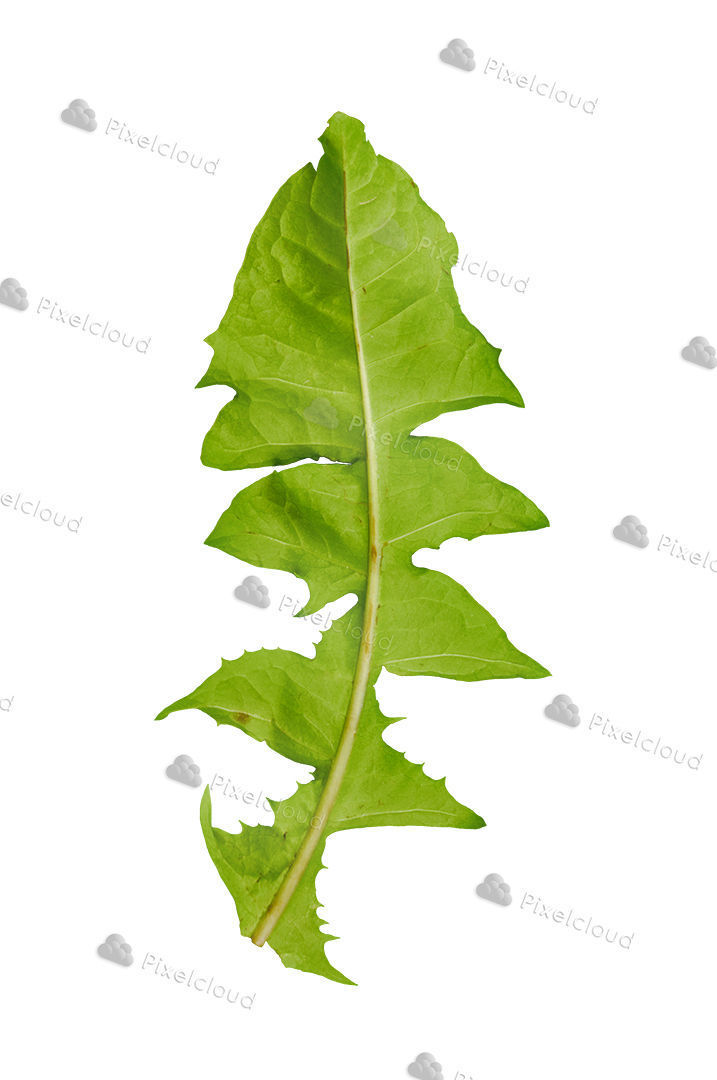 Isolated grass textures Texture | CGTrader