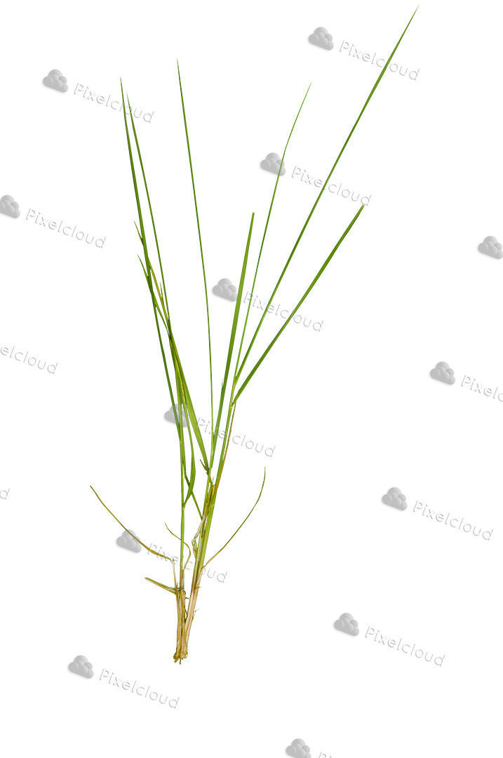 Isolated grass textures Texture | CGTrader