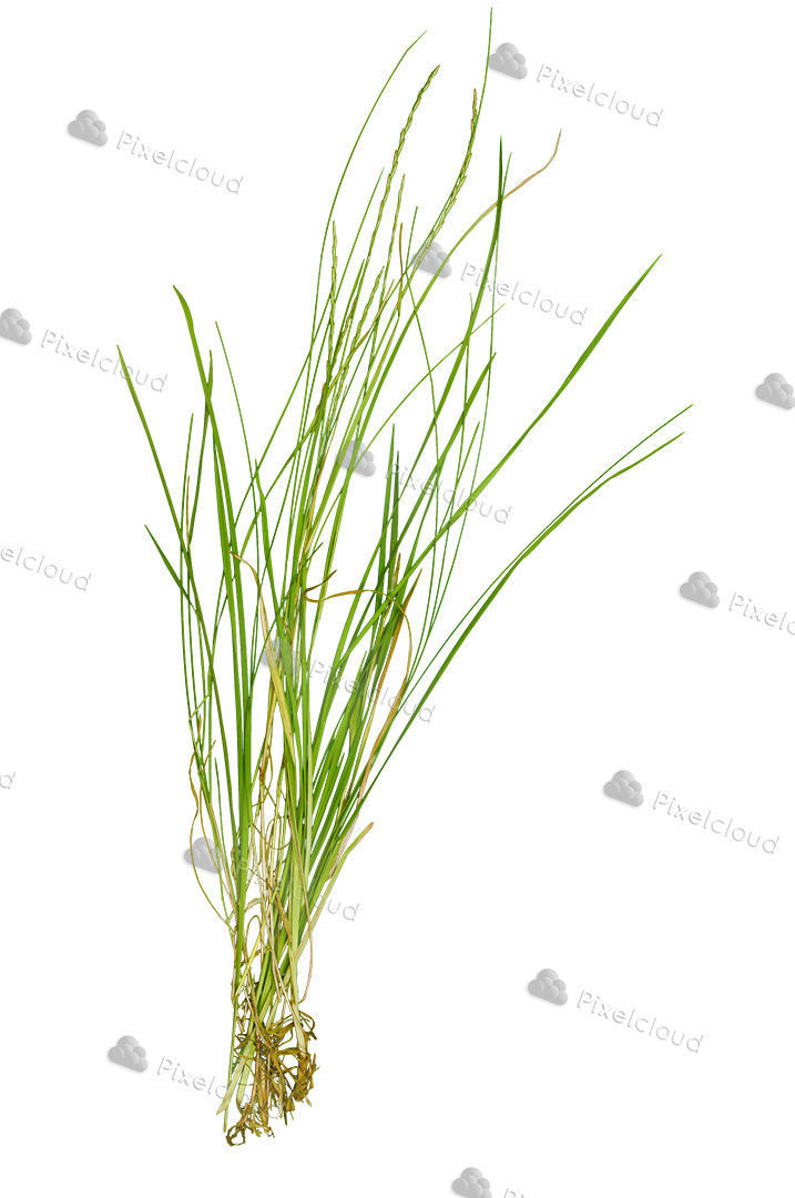 Isolated grass textures Texture | CGTrader