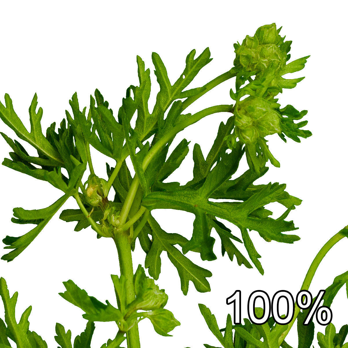 Isolated grass textures Texture | CGTrader