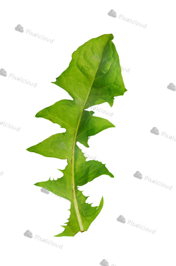 Isolated grass textures Texture | CGTrader