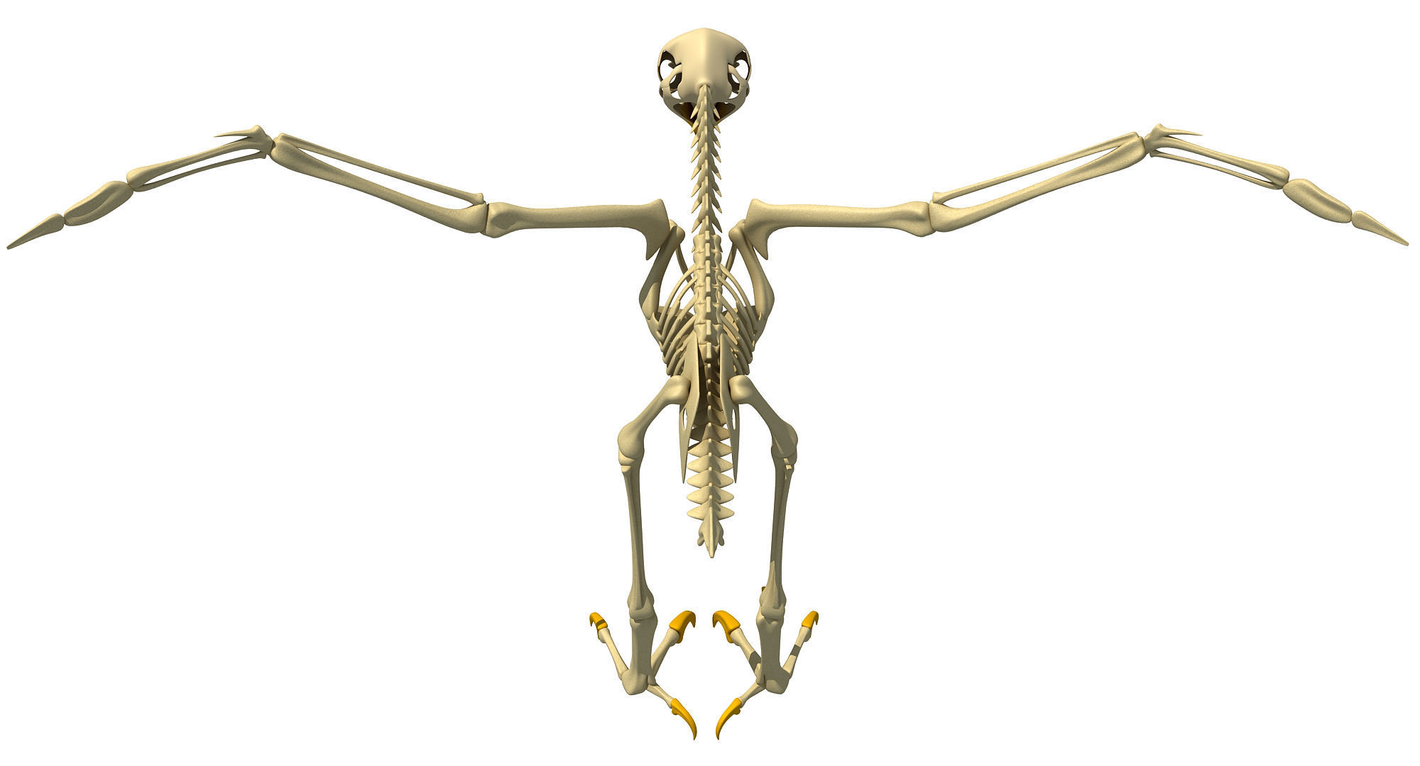 Full Body Eagle Skeleton 3D model | CGTrader