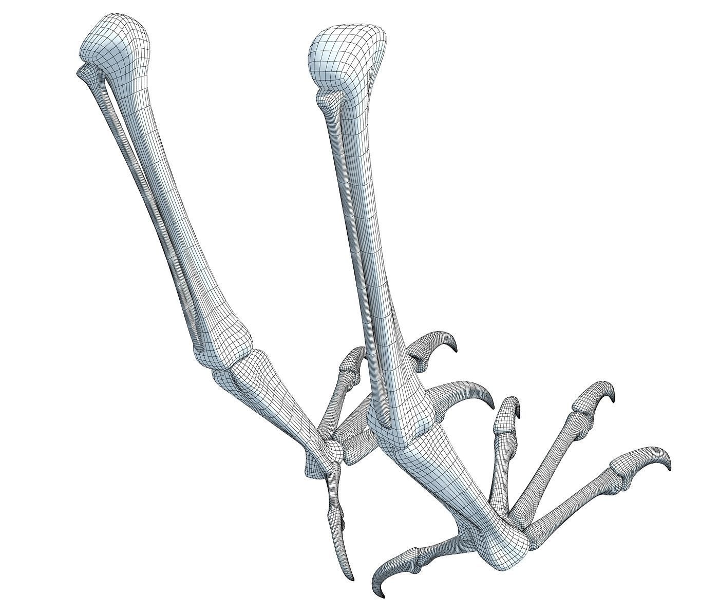 Skeleton of Bald Eagle Claws 3D model | CGTrader