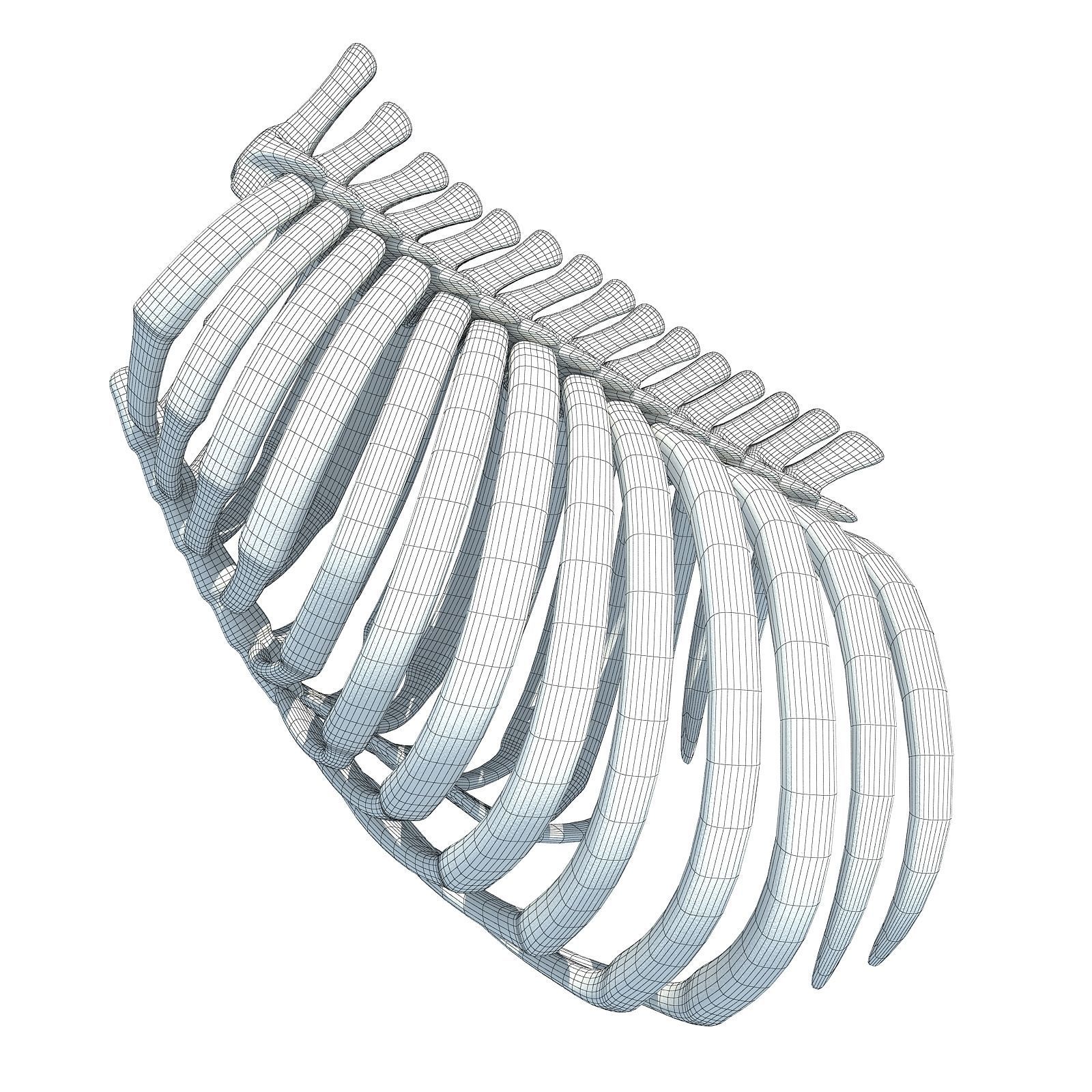 Gorilla Animal Rib Cage 3D model | CGTrader