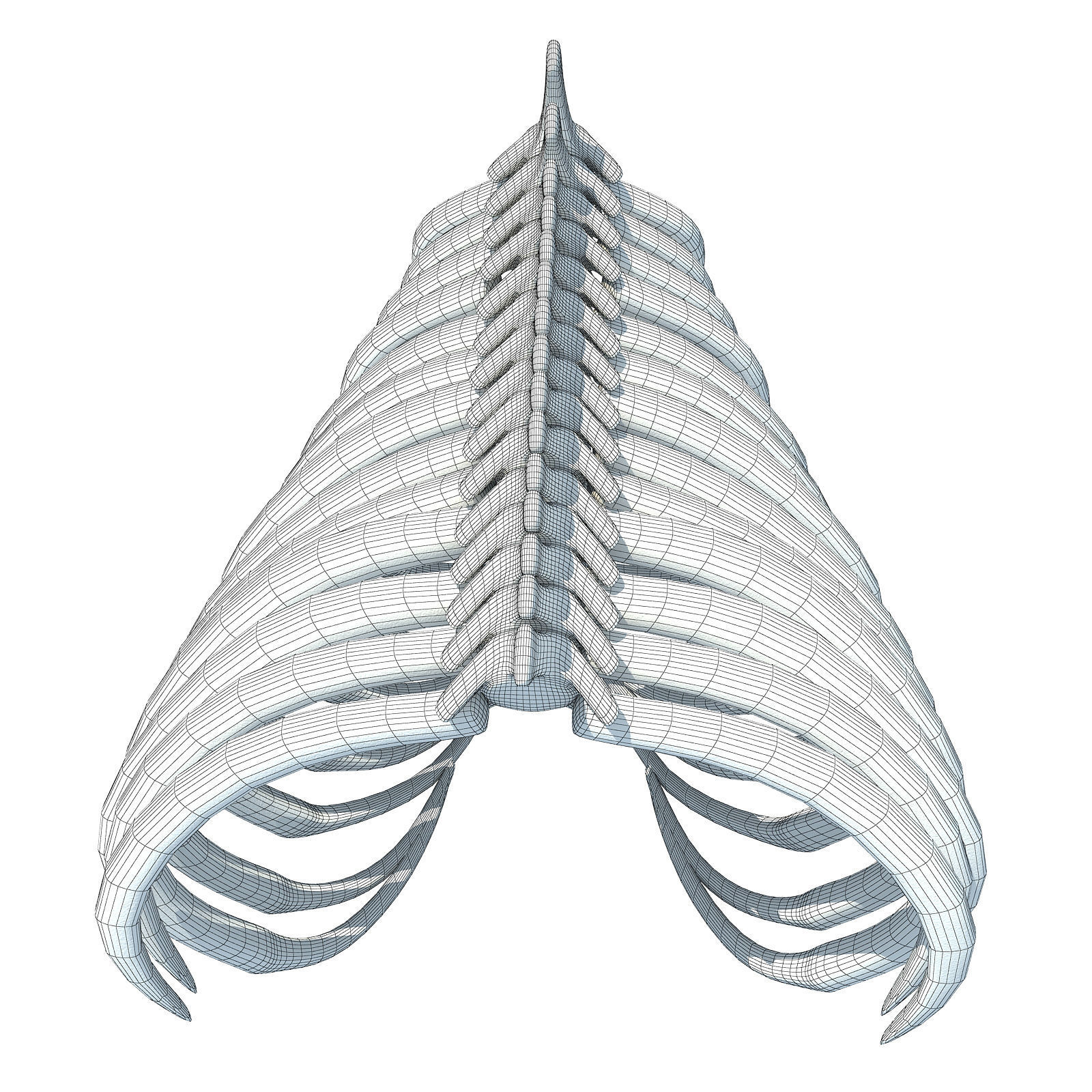 Gorilla Animal Rib Cage 3D model | CGTrader