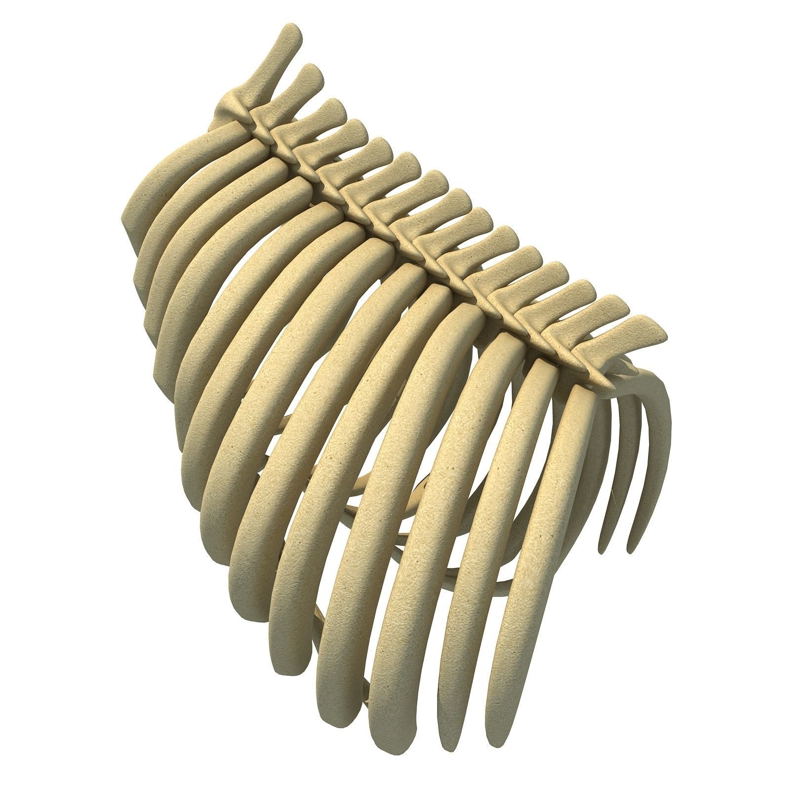 Gorilla Animal Rib Cage 3D model | CGTrader