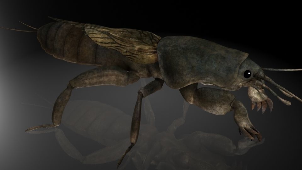 3D model Insect Collection 15 mole cricket VR / AR / low-poly | CGTrader