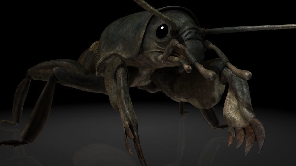 3D model Insect Collection 15 mole cricket VR / AR / low-poly | CGTrader