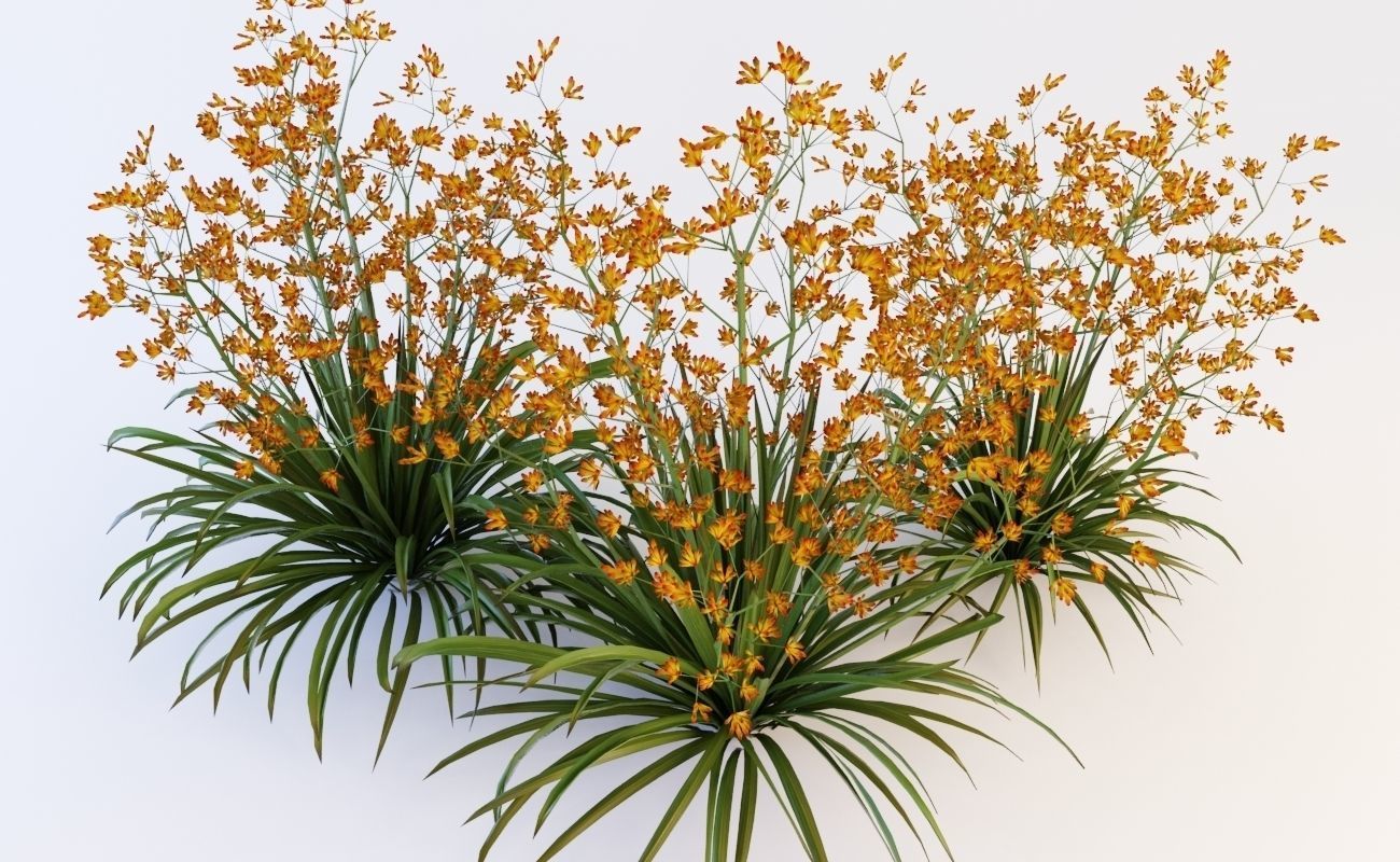Plant orange flowers 3D model | CGTrader